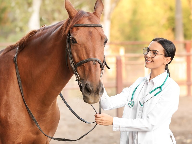 ¿Por qué estudiar Medicina Veterinaria y Zootecnia?